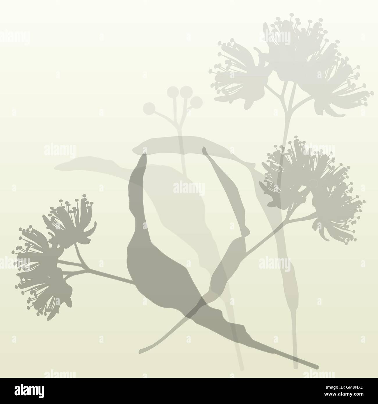 Linden flowers vintage background vector abstract illustration Stock ...