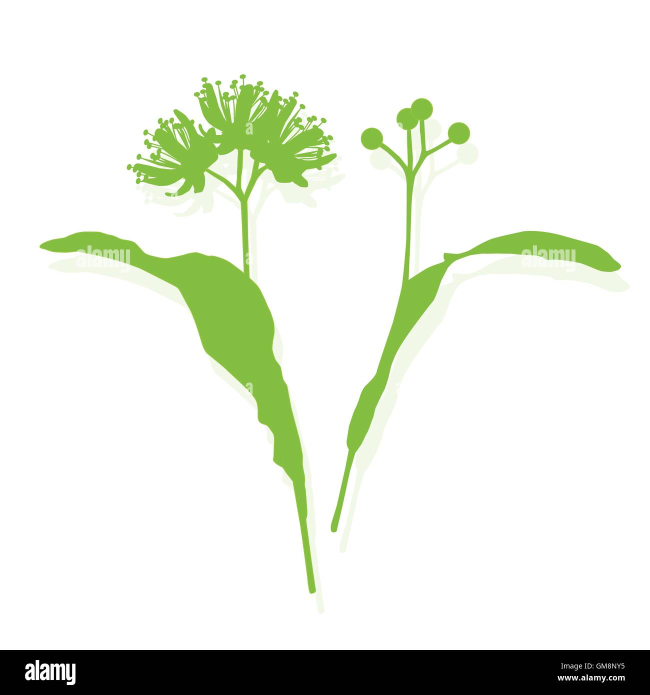 Linden flowers ecology background vector abstract illustration Stock ...