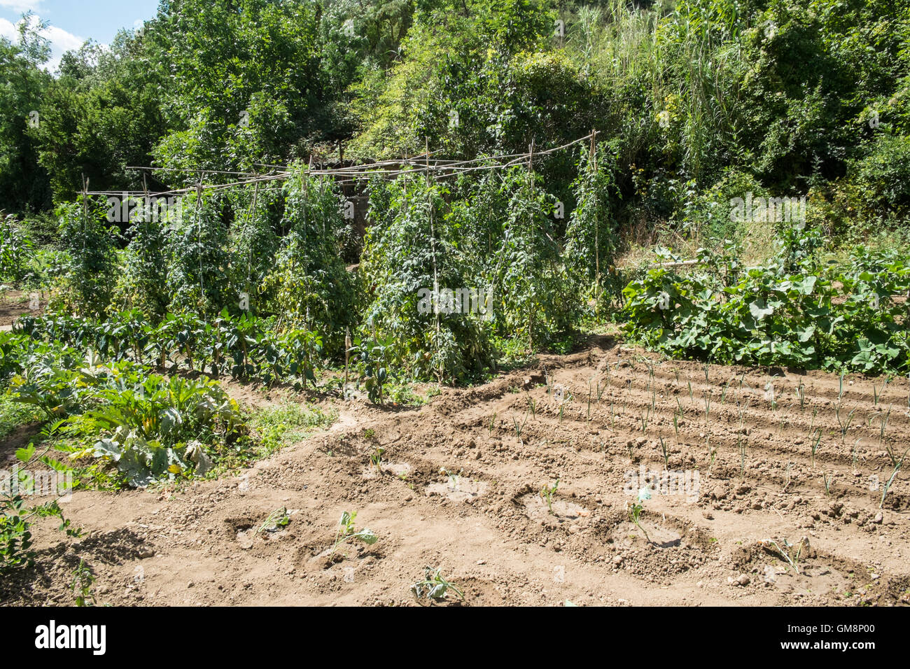 Vegetable garden gardens in village hi-res stock photography and images ...