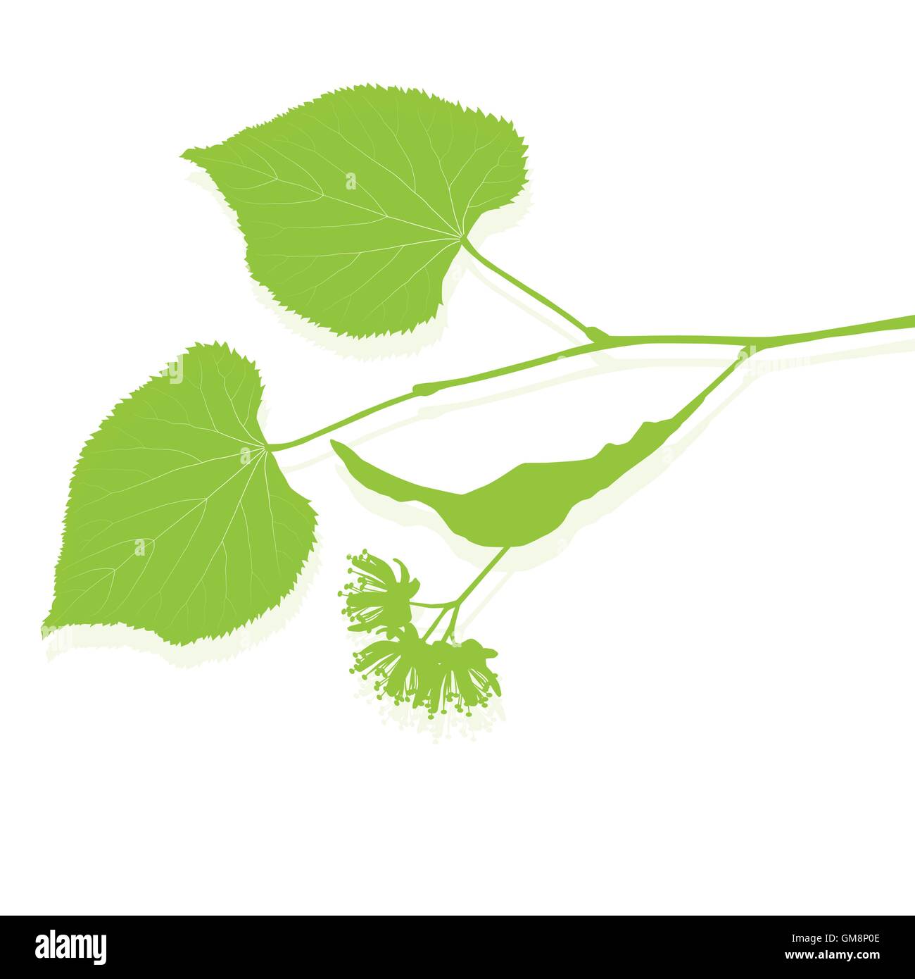 Linden flowers ecology background vector abstract illustration Stock ...