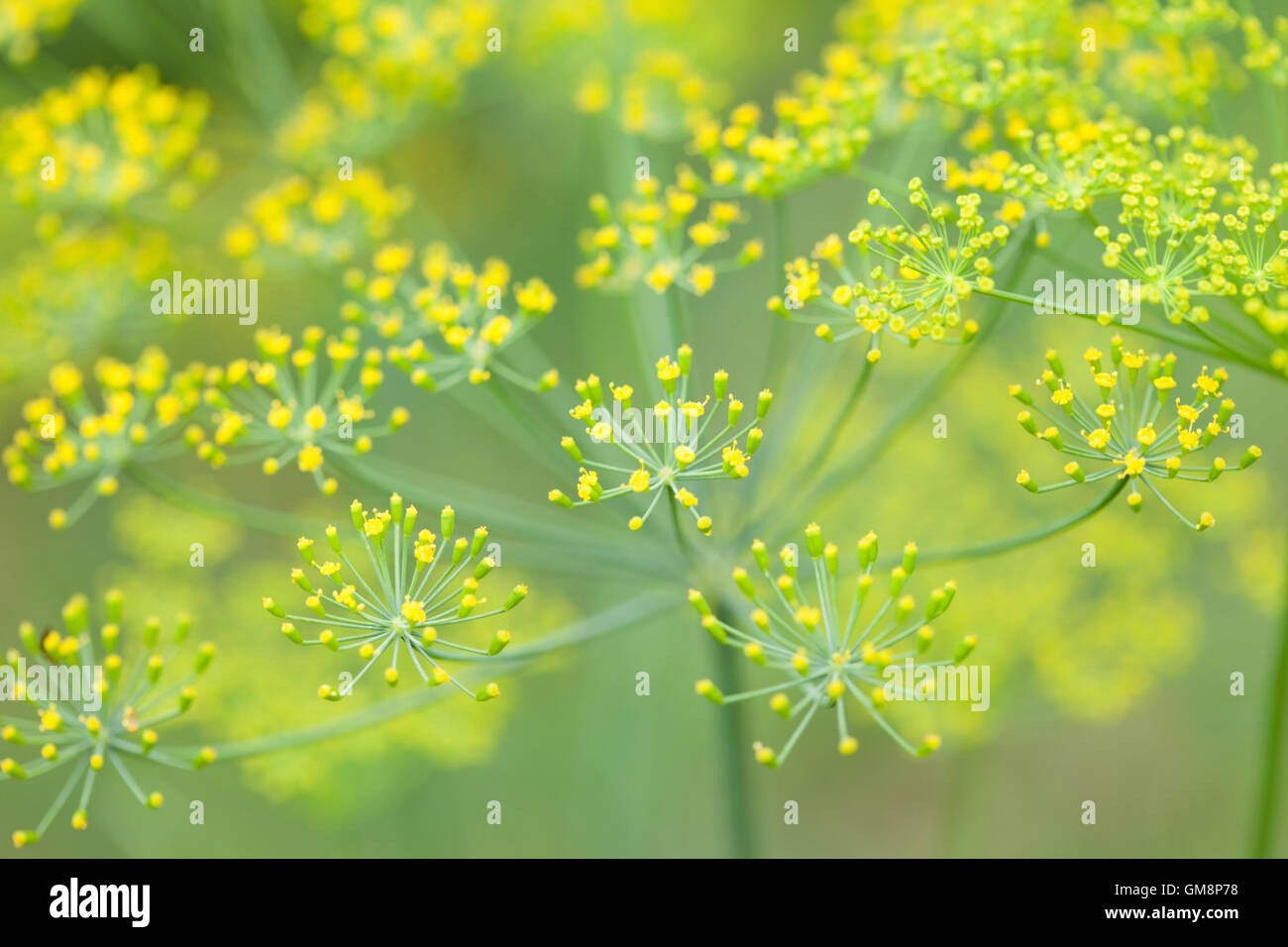 flowers of dill Stock Photo - Alamy