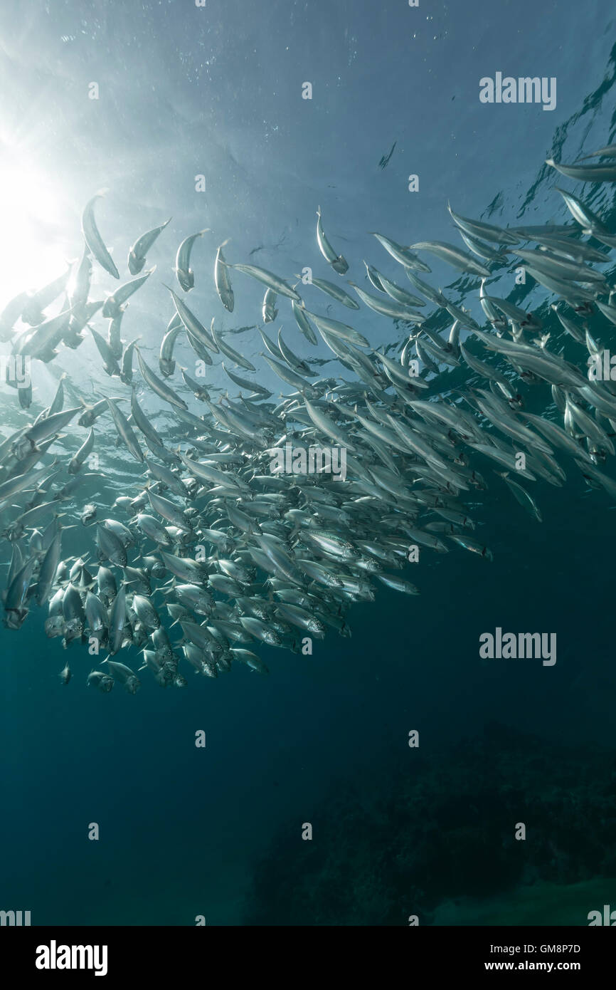 Striped mackerel feeding in the Red Sea Stock Photo - Alamy