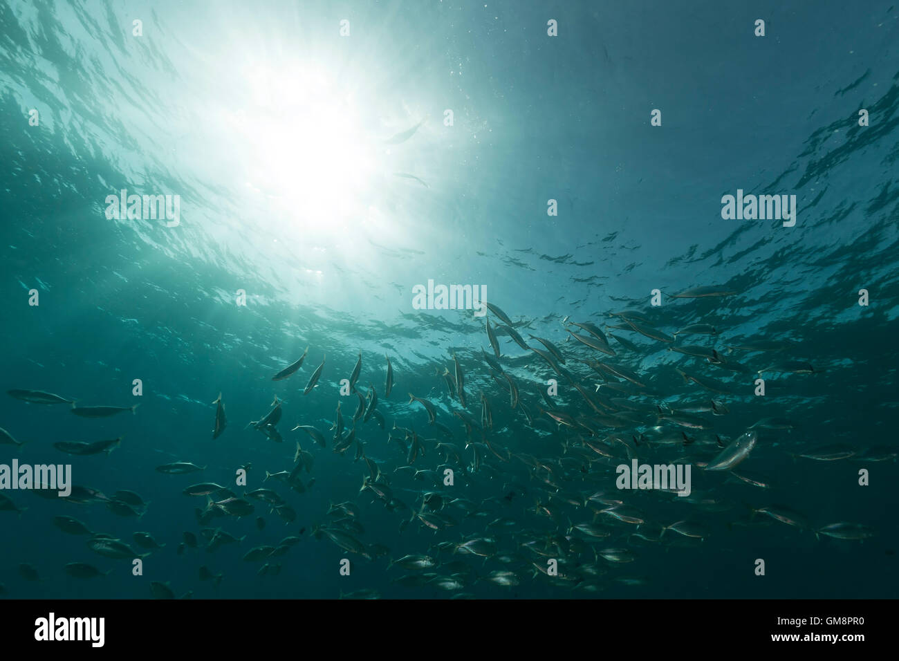 Striped mackerel the Red Sea Stock Photo - Alamy