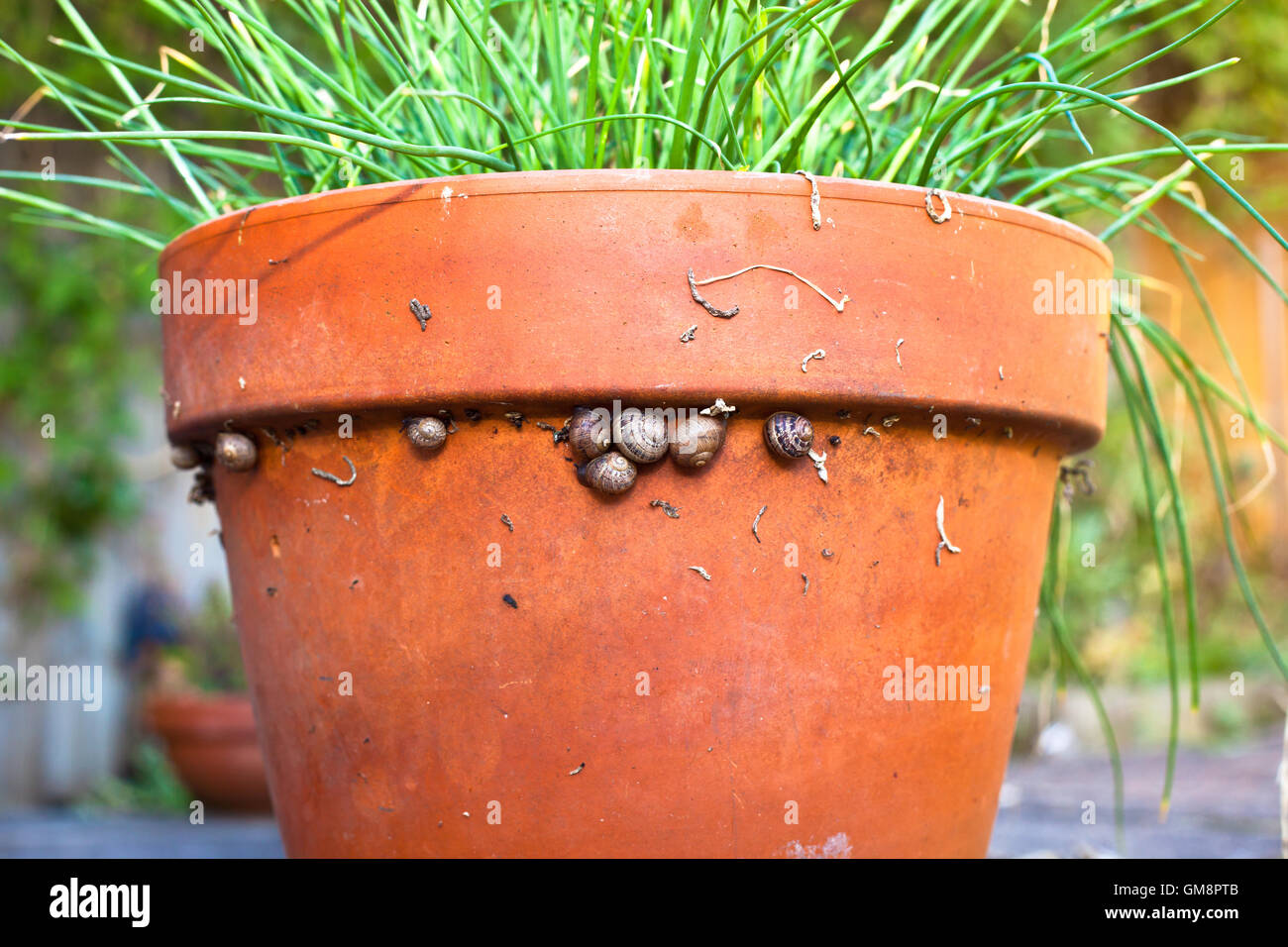 Snail shell nest hi-res stock photography and images - Alamy