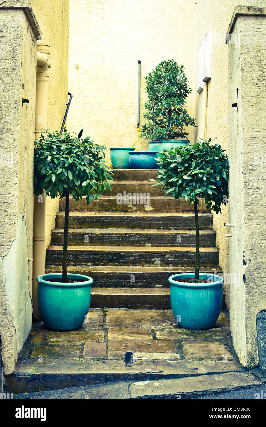 Laurel plants hi-res stock photography and images - Alamy