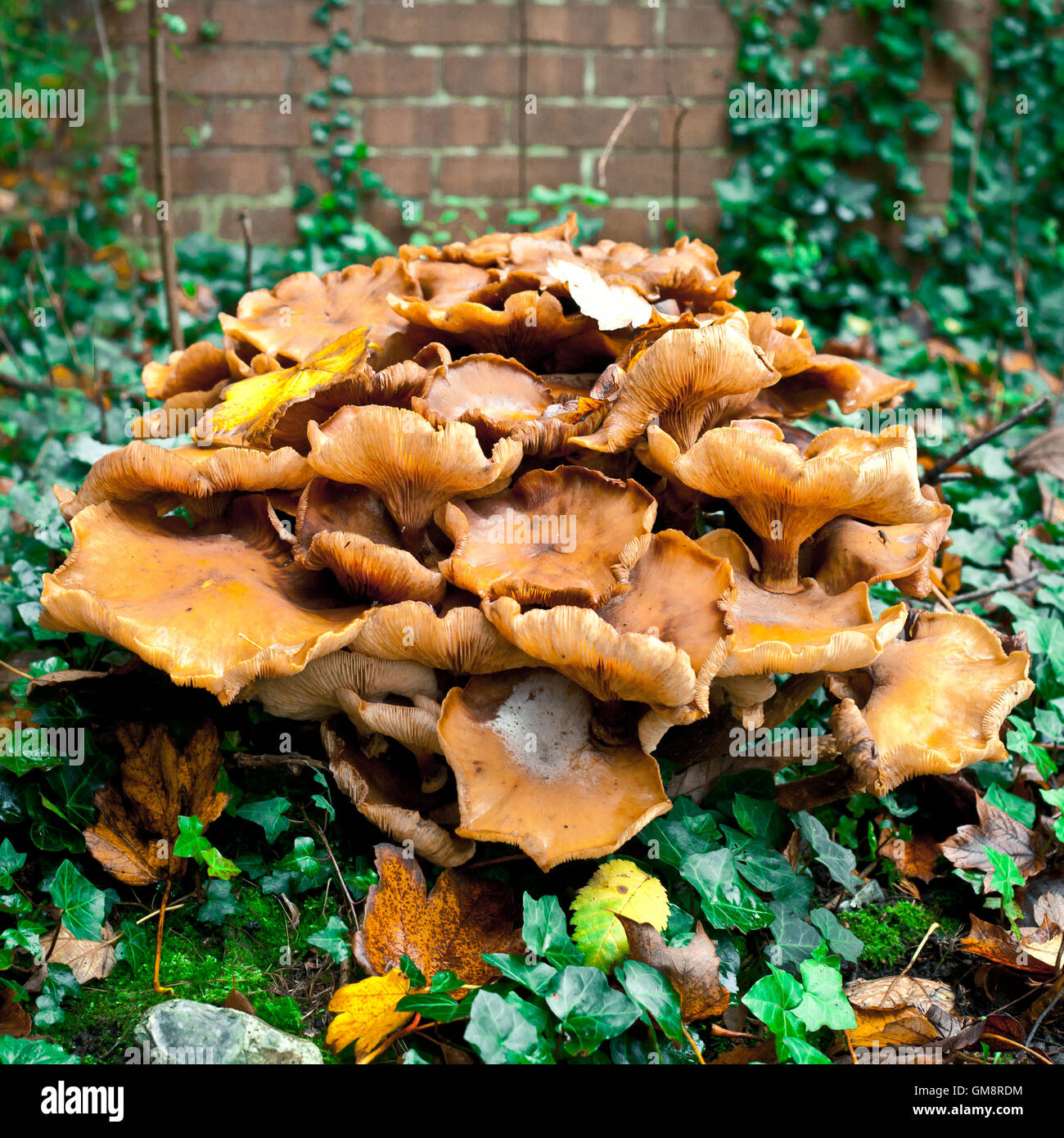 Orange brown fungi hi-res stock photography and images - Alamy