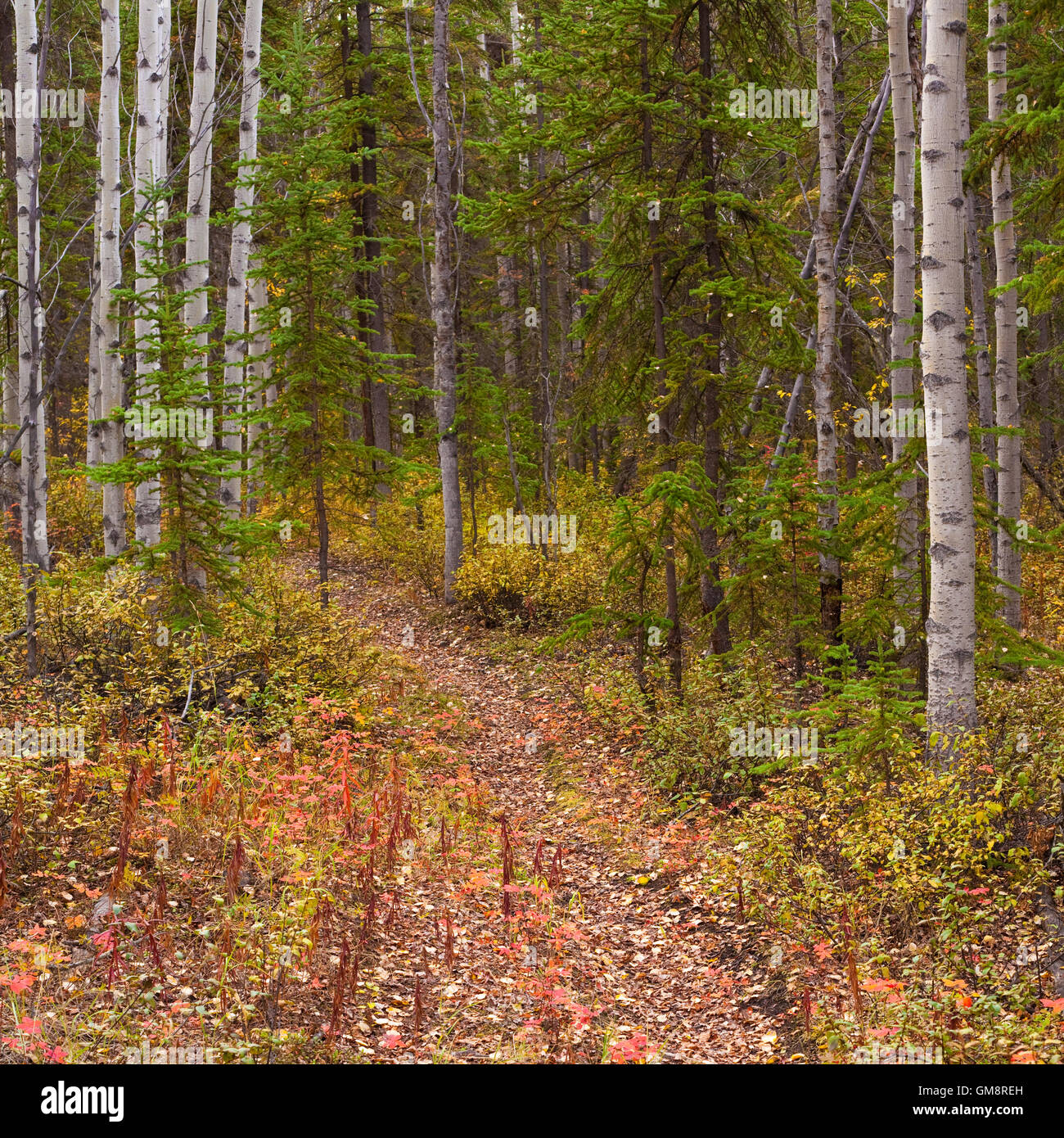Trail in Golden Aspen Forest Stock Photo - Alamy