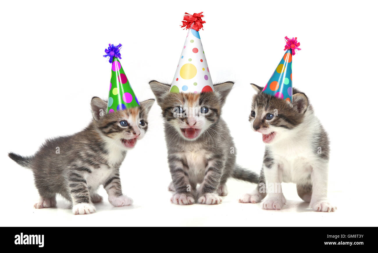 Birthday Song Singing Kittens on White Background Stock Photo - Alamy