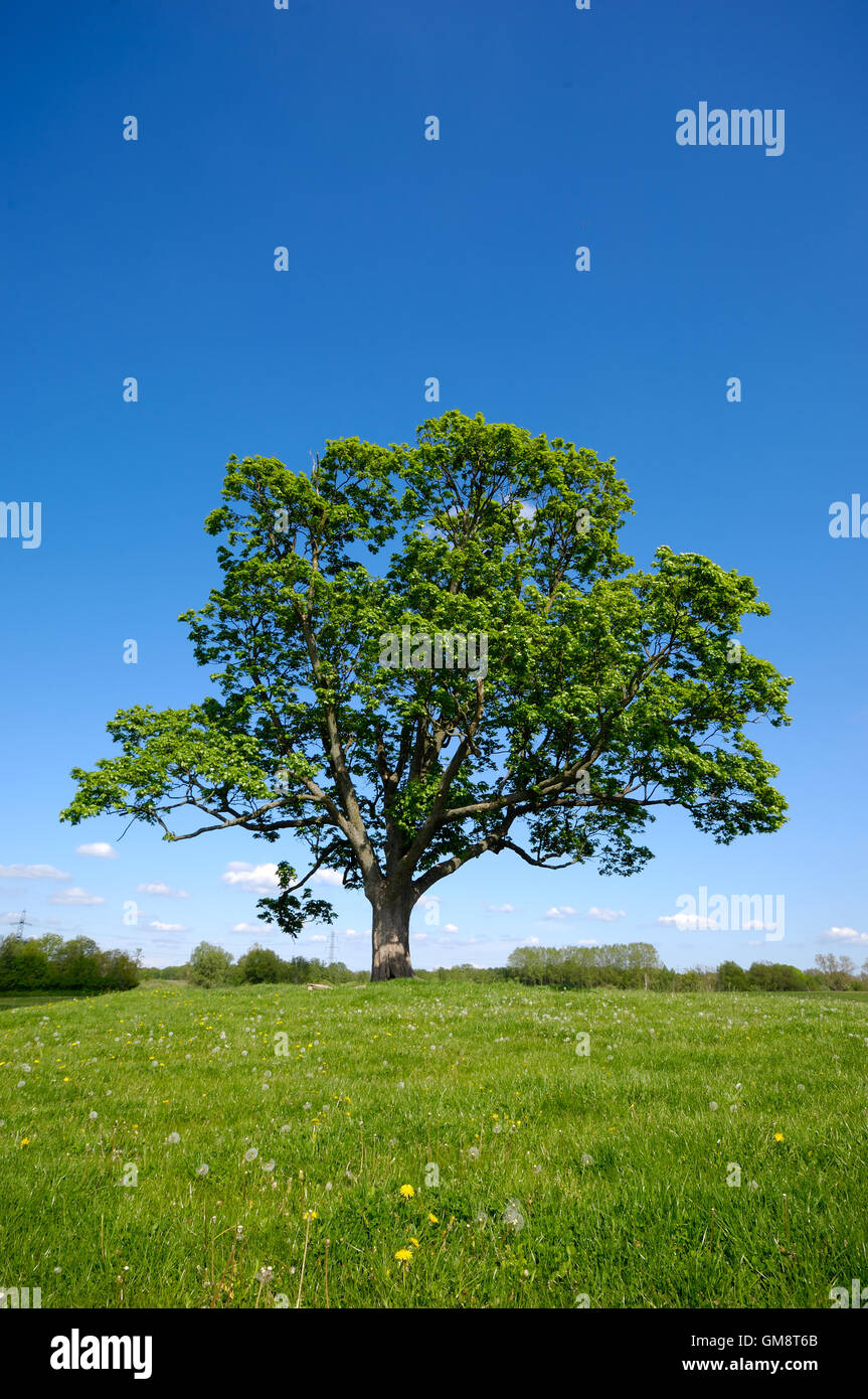 Tree, green grass and blue sky Stock Photo - Alamy