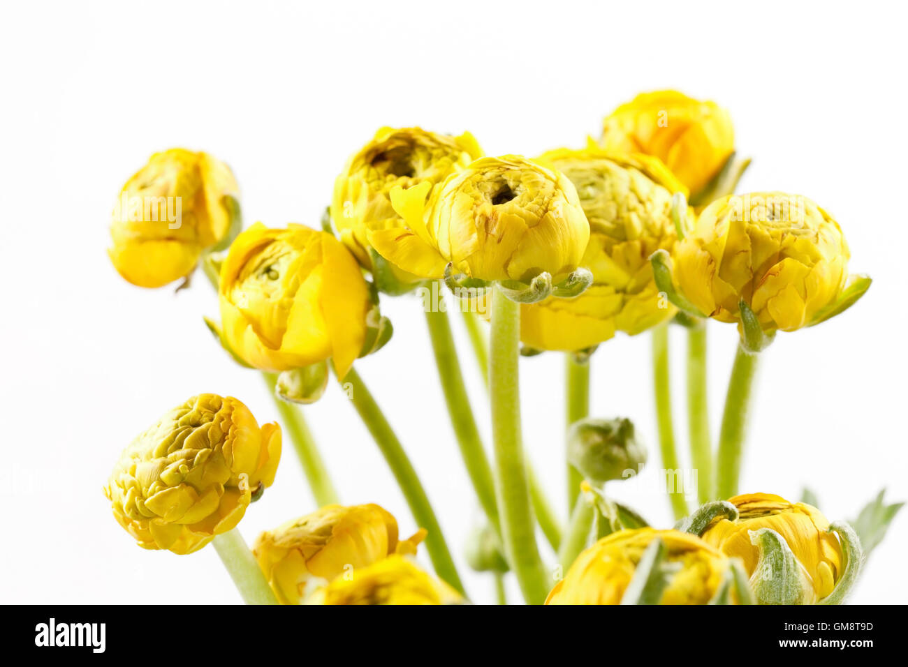 Yellowcup hi-res stock photography and images - Alamy