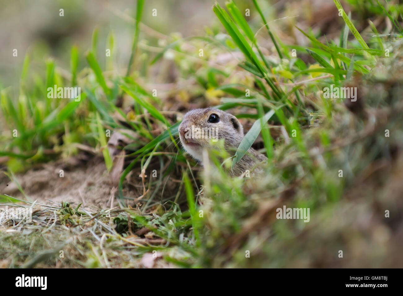 Souslik Stock Photos & Souslik Stock Images - Alamy