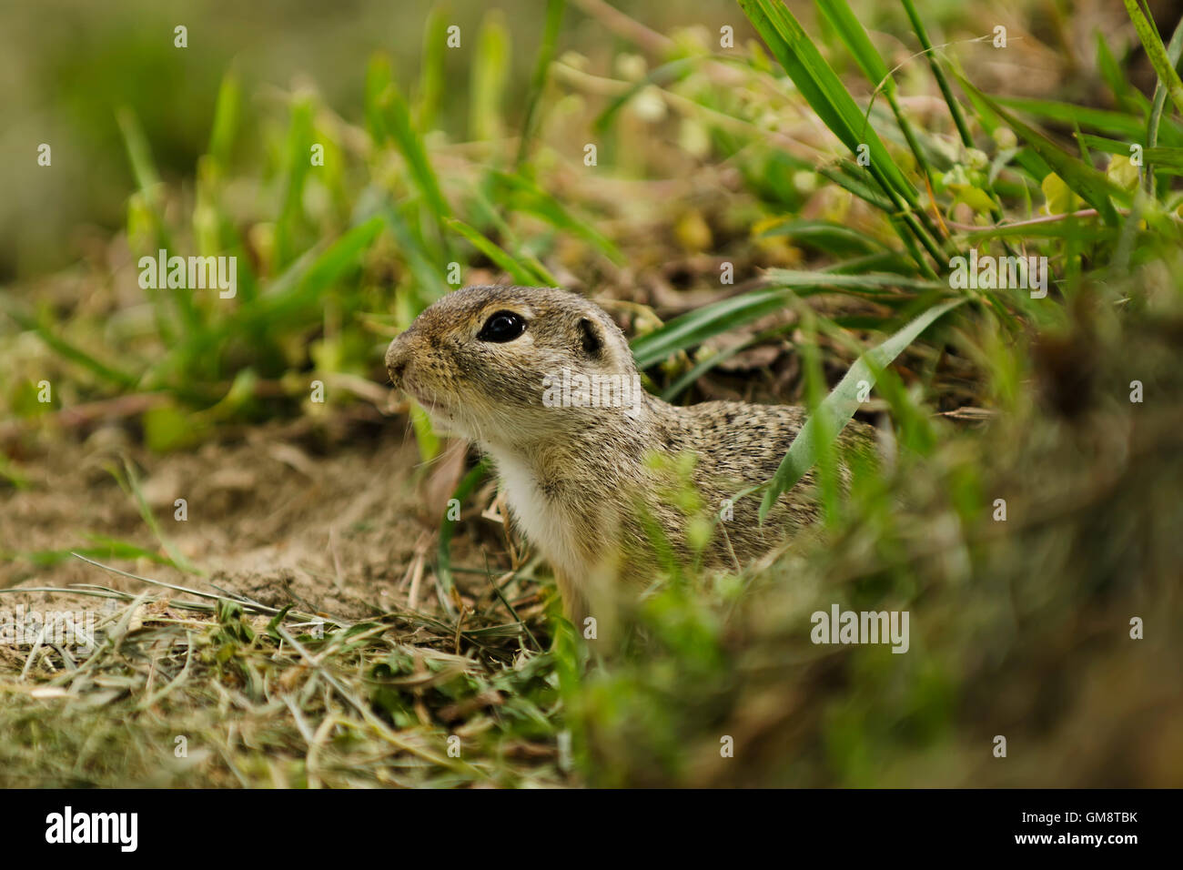 Souslik hi-res stock photography and images - Alamy