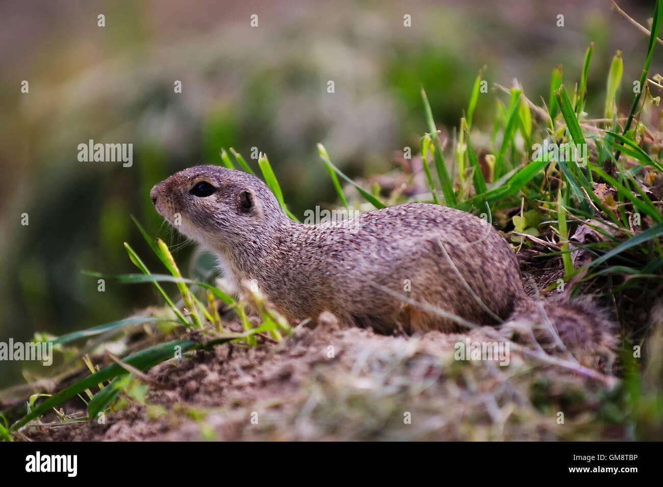 Souslik hi-res stock photography and images - Alamy