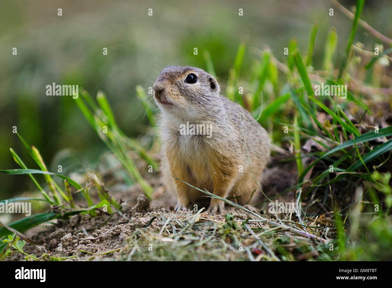 Souslik hi-res stock photography and images - Alamy