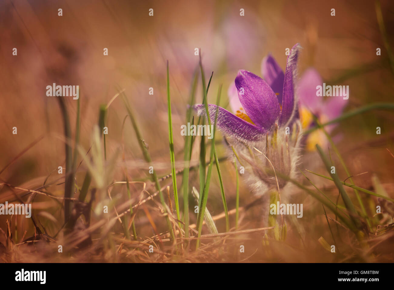 Pasque flower, spring flower, Slovakia Stock Photo - Alamy