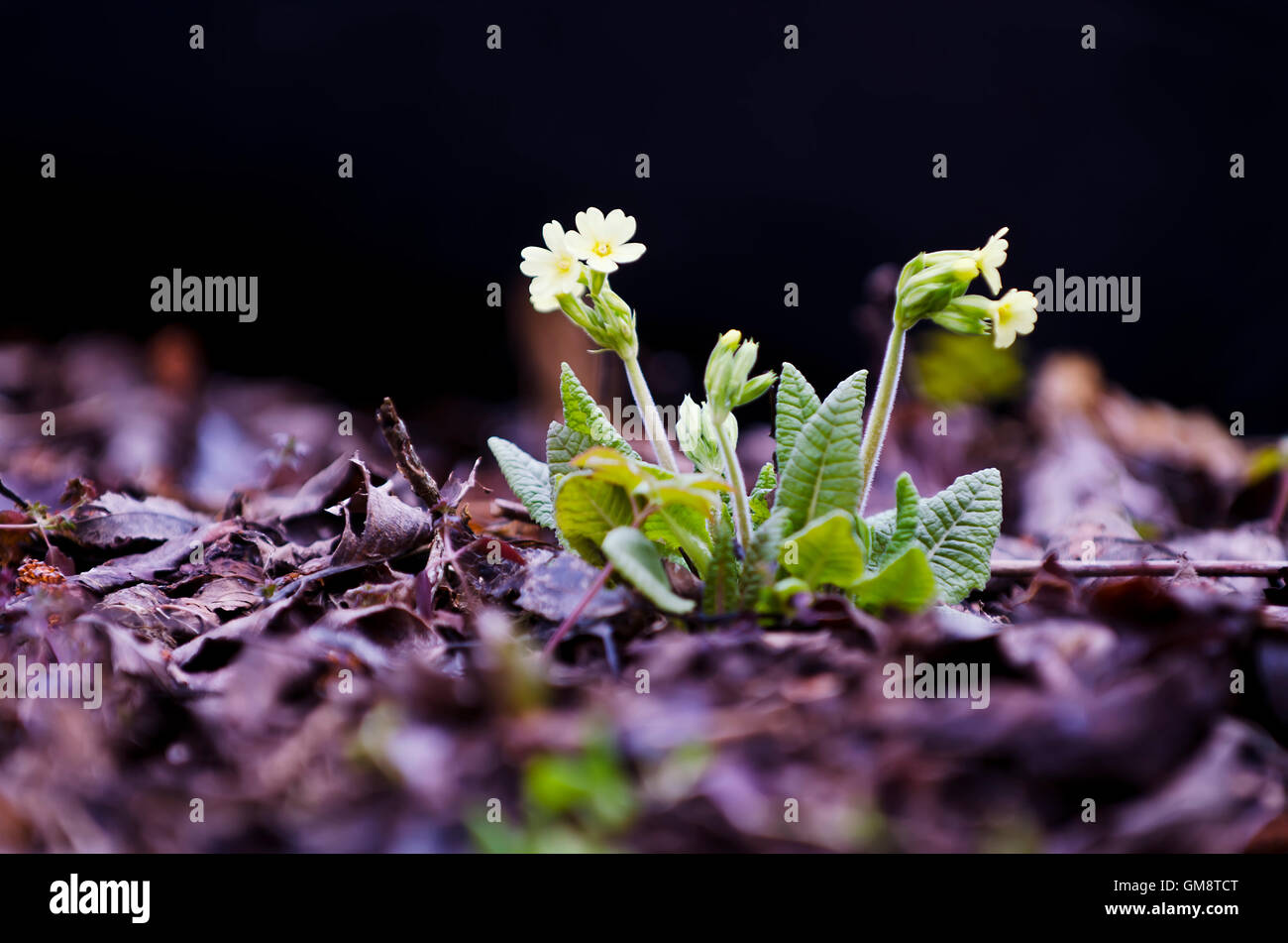 Pasque flower, spring flower, Slovakia Stock Photo - Alamy