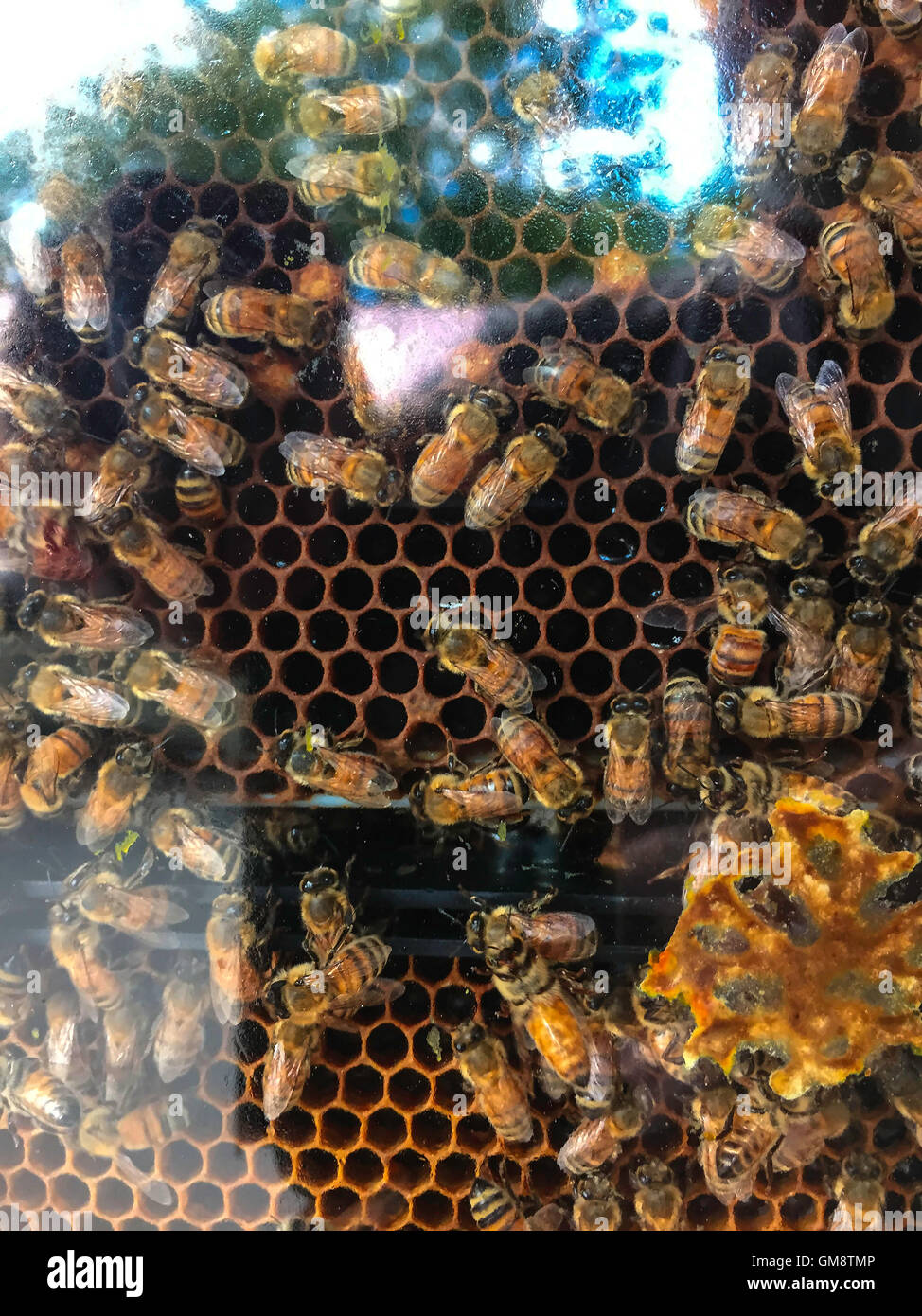 bees in beehive,making honey Stock Photo - Alamy