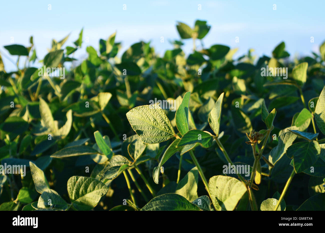 Green eco soy fields.Outdoor and field Stock Photo - Alamy