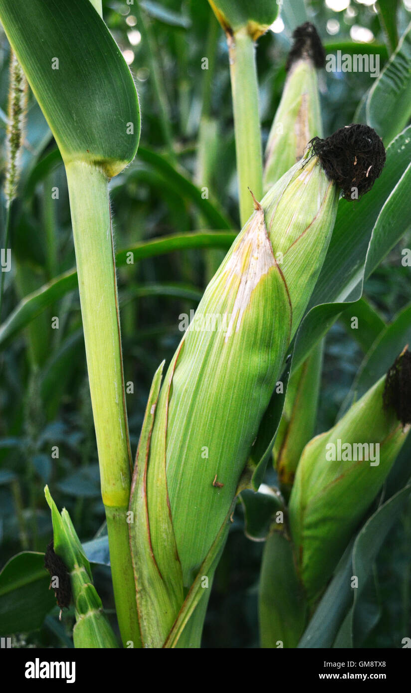 Field of corns in summertime.Outodoor Stock Photo - Alamy