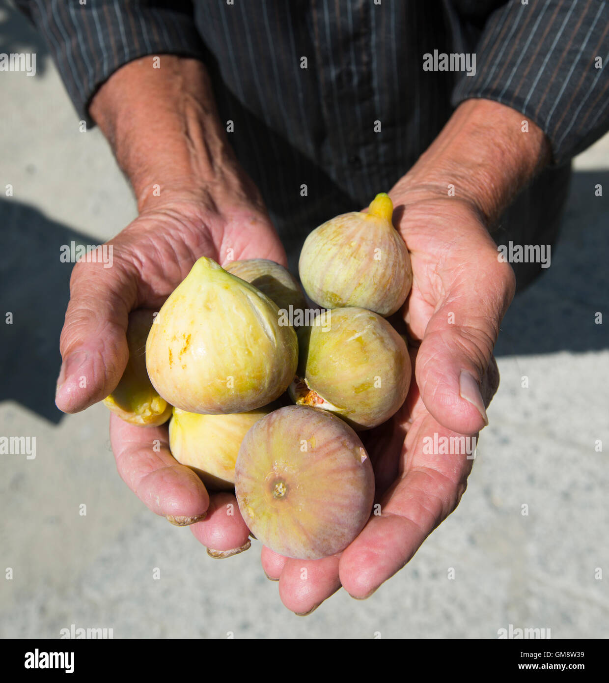 Hands holding figs hi-res stock photography and images - Alamy