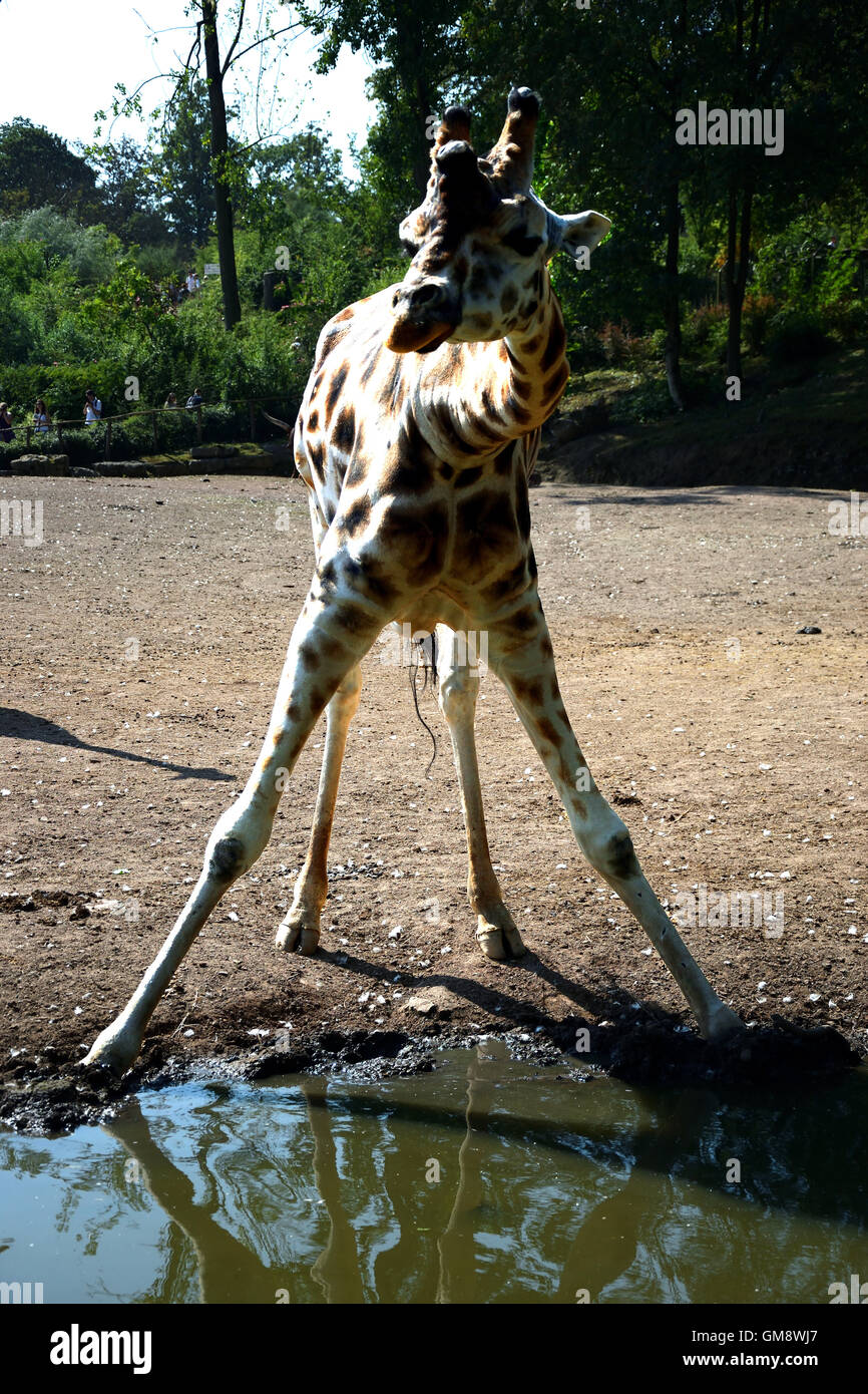 Masai giraffe drinking water hi-res stock photography and images - Alamy