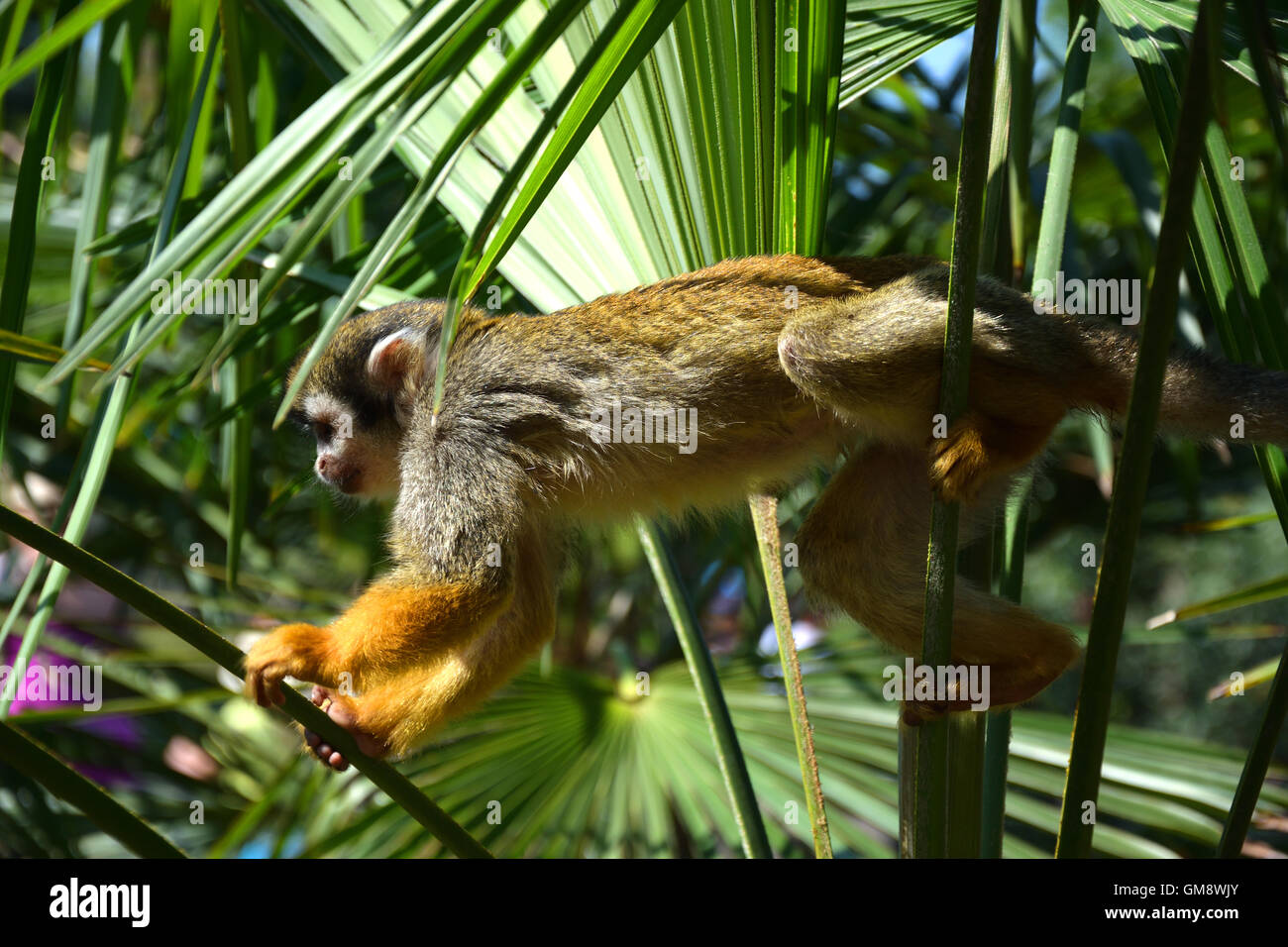 Monkey jumping hi-res stock photography and images - Alamy