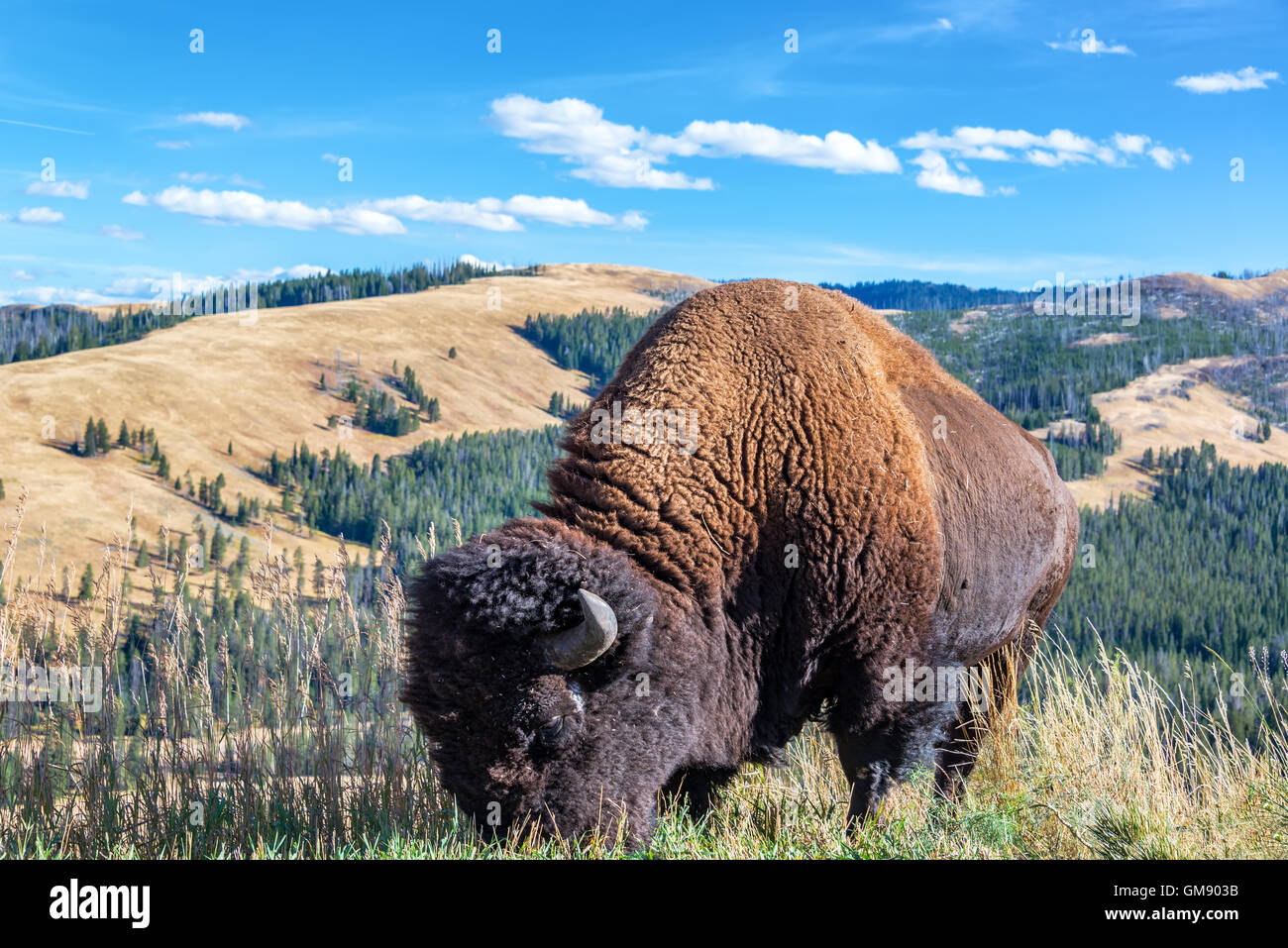 Closeup view of an American bison with a beautiful landscape in the ...