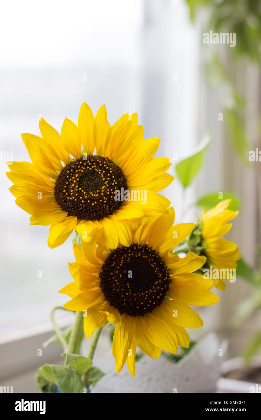 Sunflowers in a vase, on the window Stock Photo - Alamy