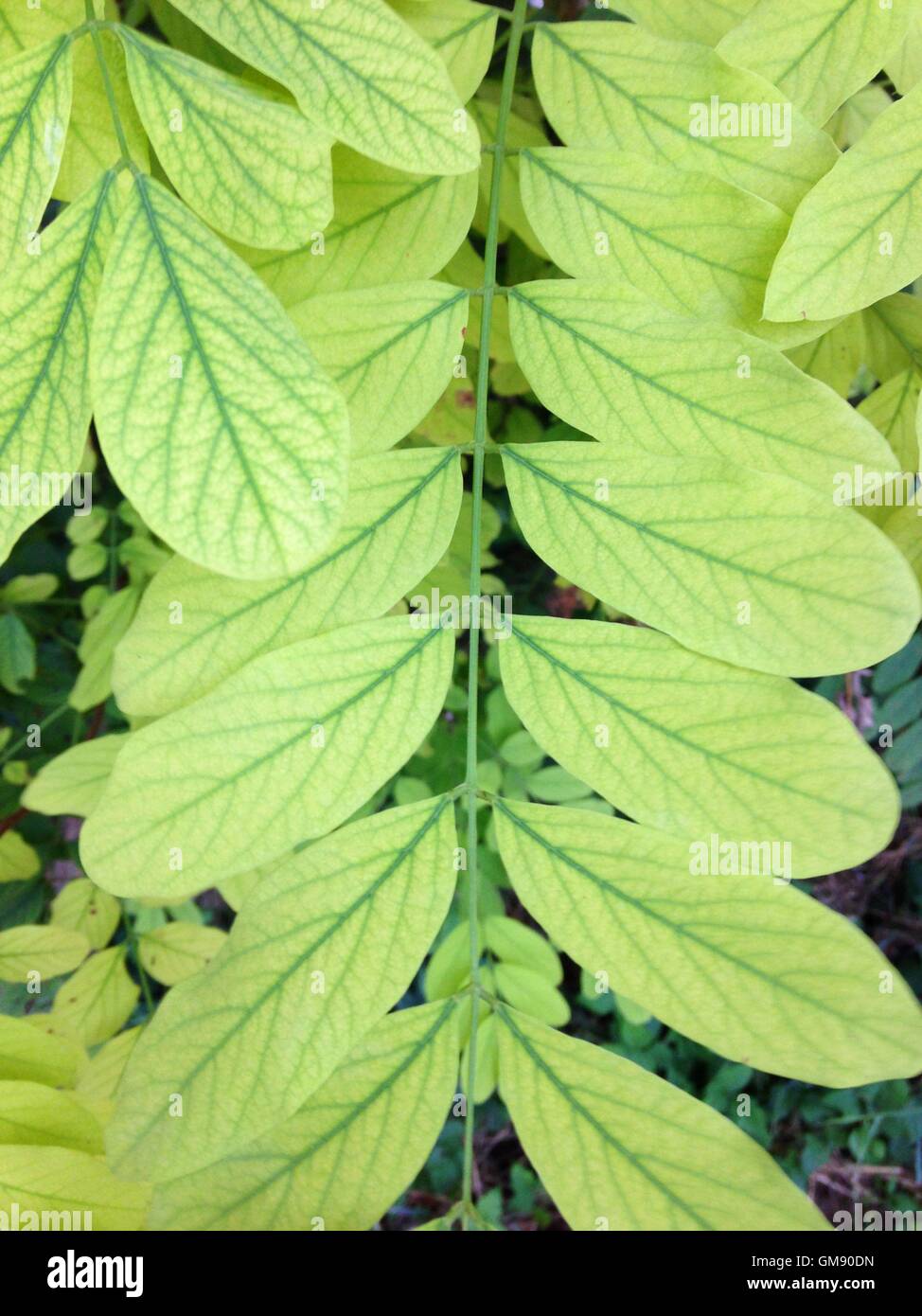 Light green leaves Stock Photo - Alamy
