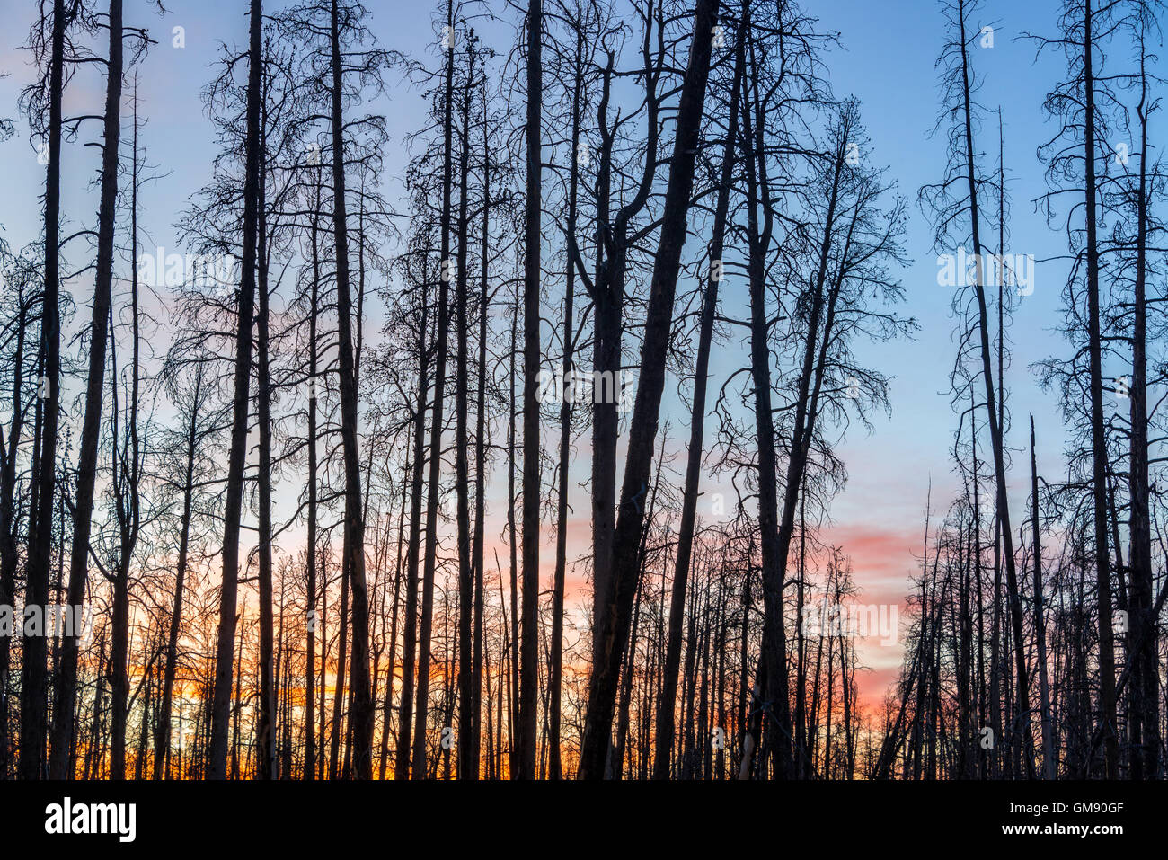 Dead tree silhouette and beautiful landscape trees silhouette hi-res ...