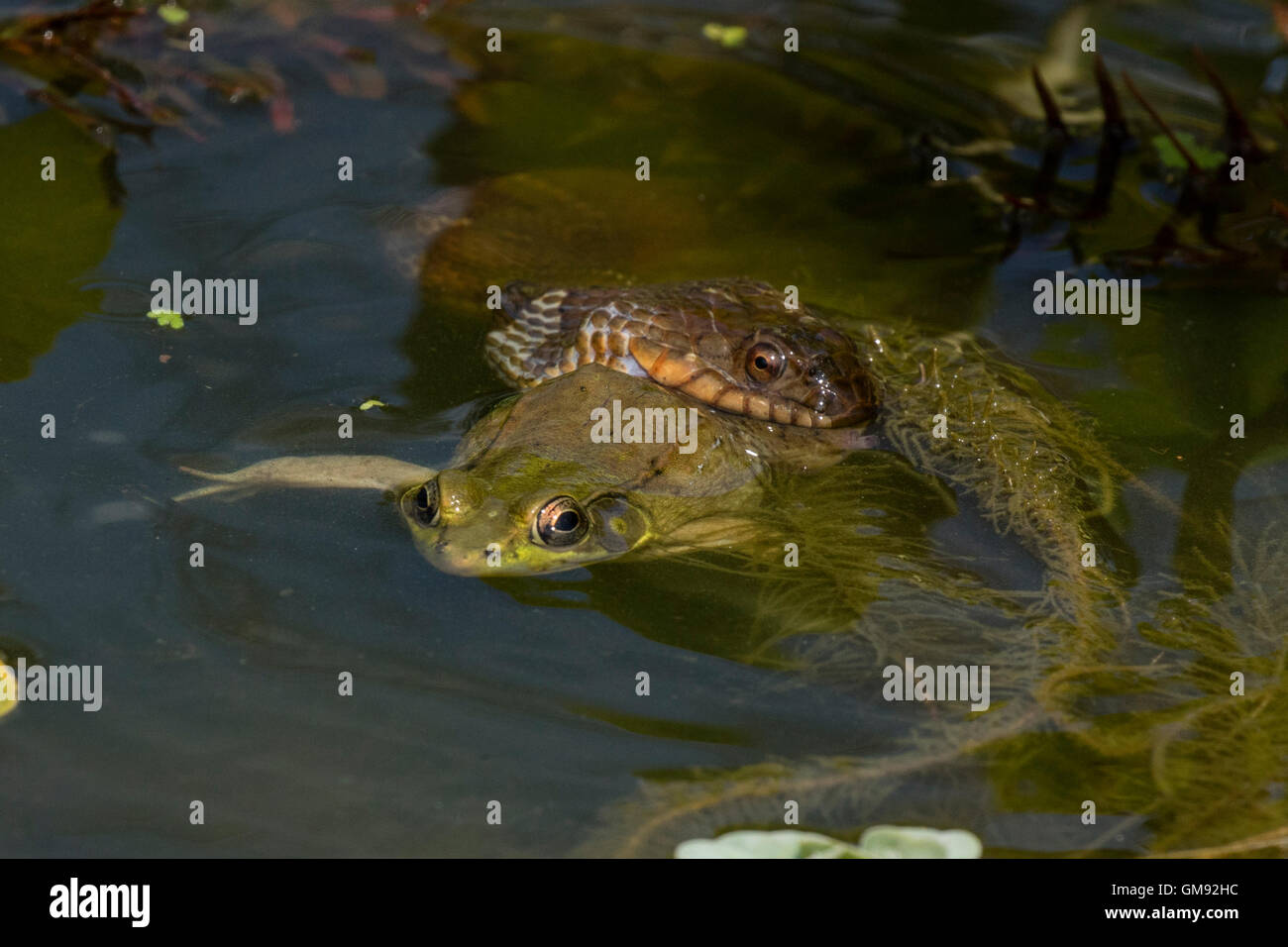 Snake eating frog hi-res stock photography and images - Alamy