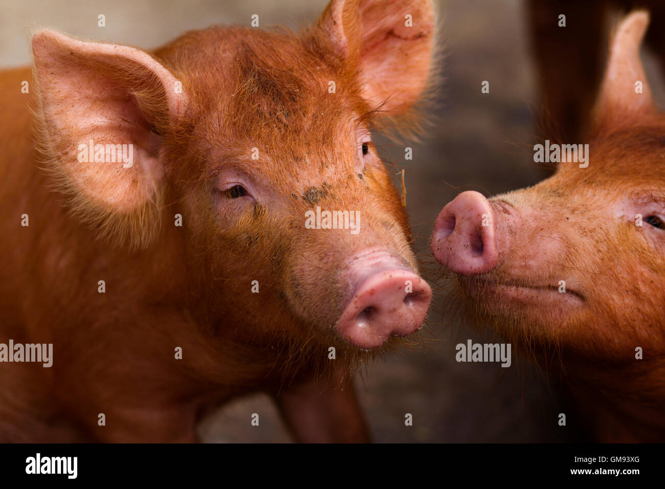 Two ginger piglets whispering to one another Stock Photo - Alamy