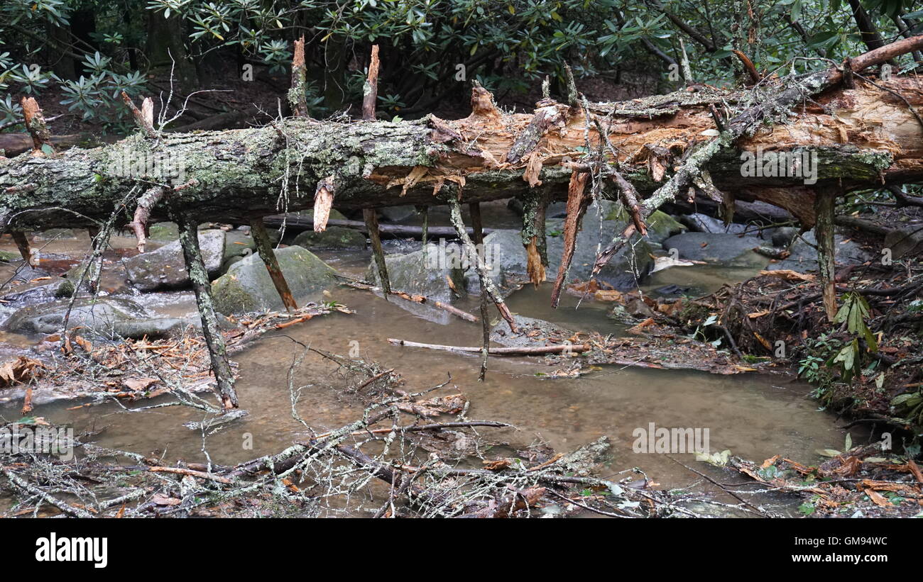 Tree rot hi-res stock photography and images - Alamy