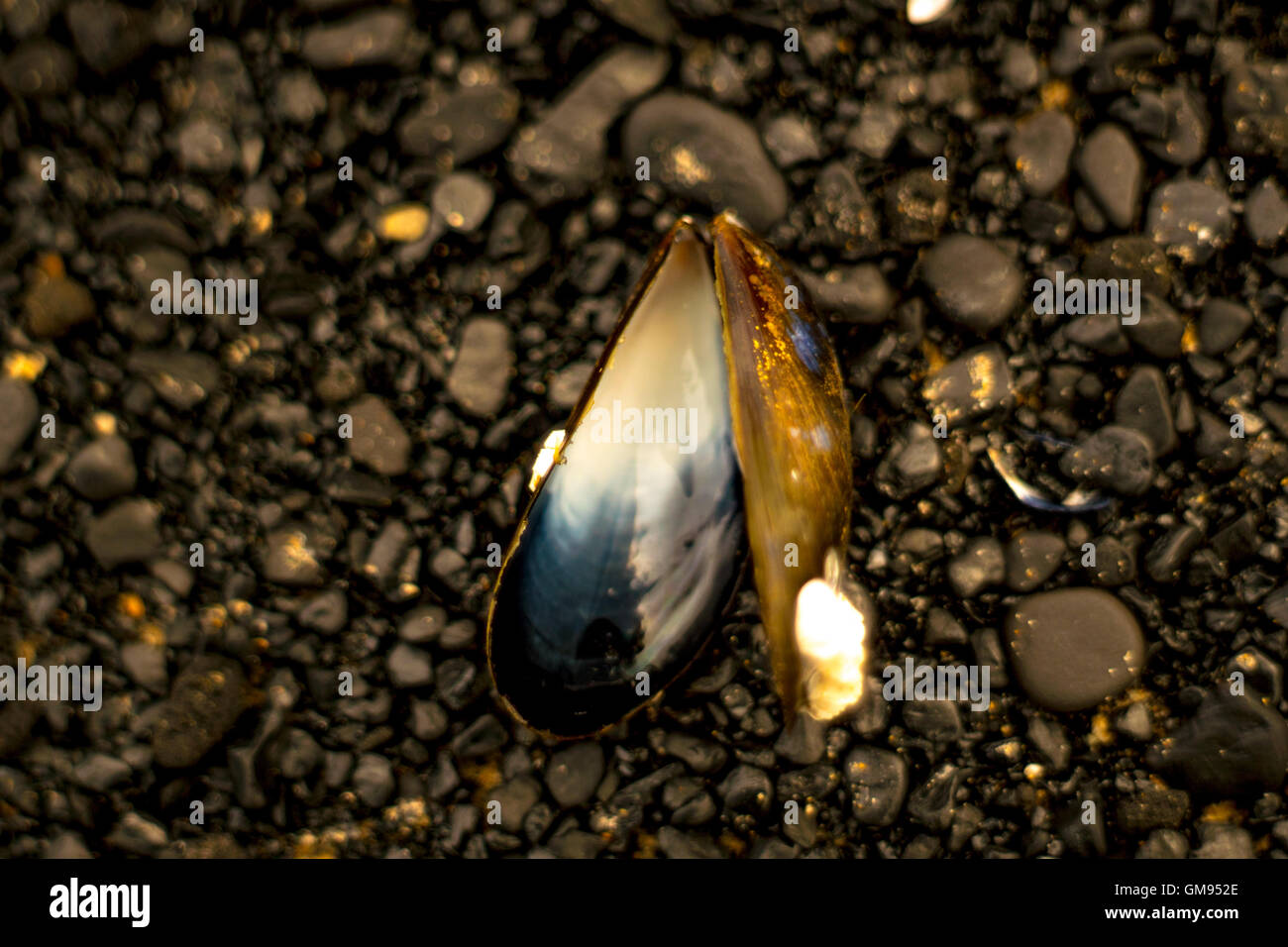 mussel shell beach black gold Stock Photo - Alamy