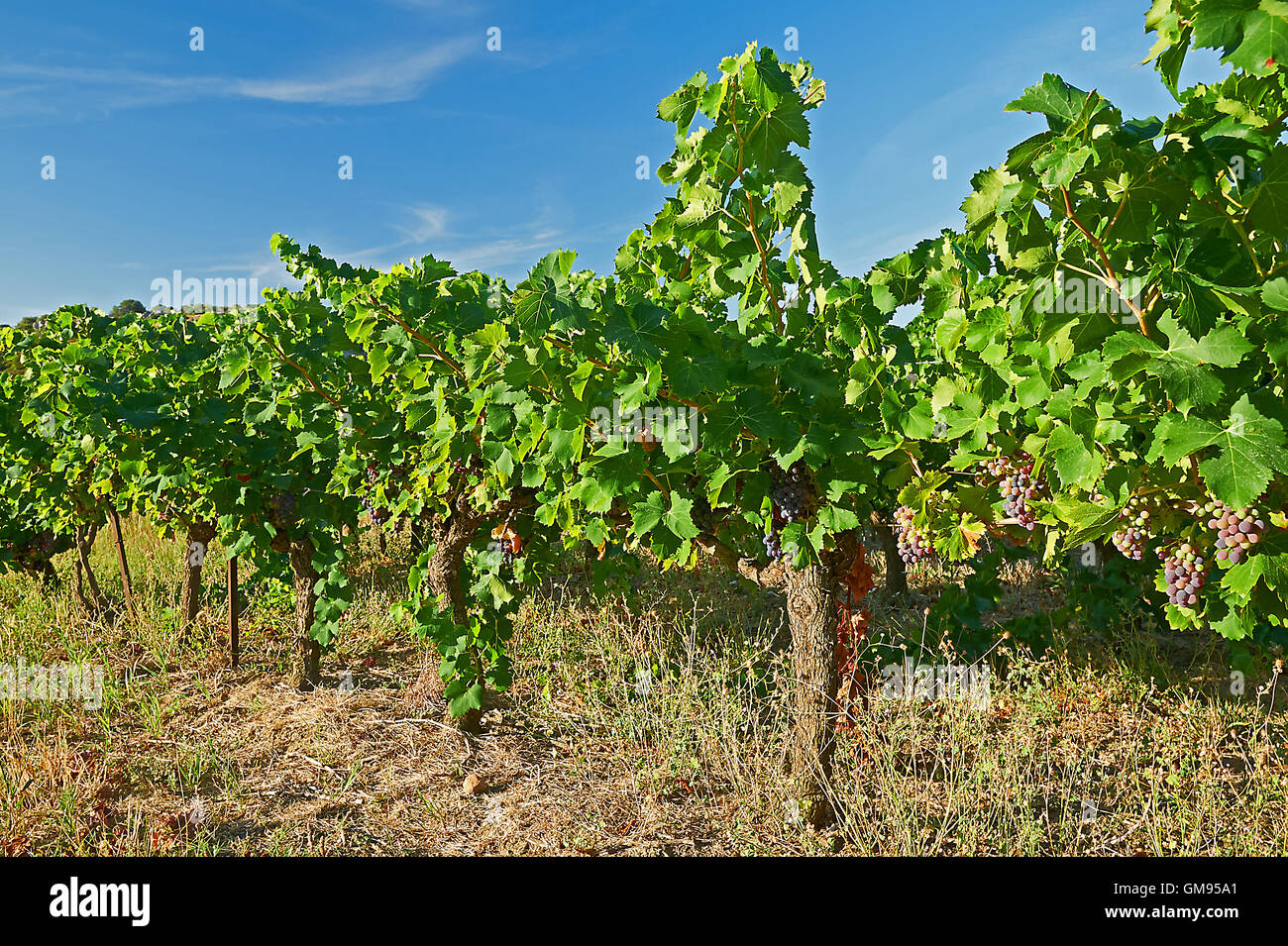Vineyard in south of france hi-res stock photography and images - Alamy