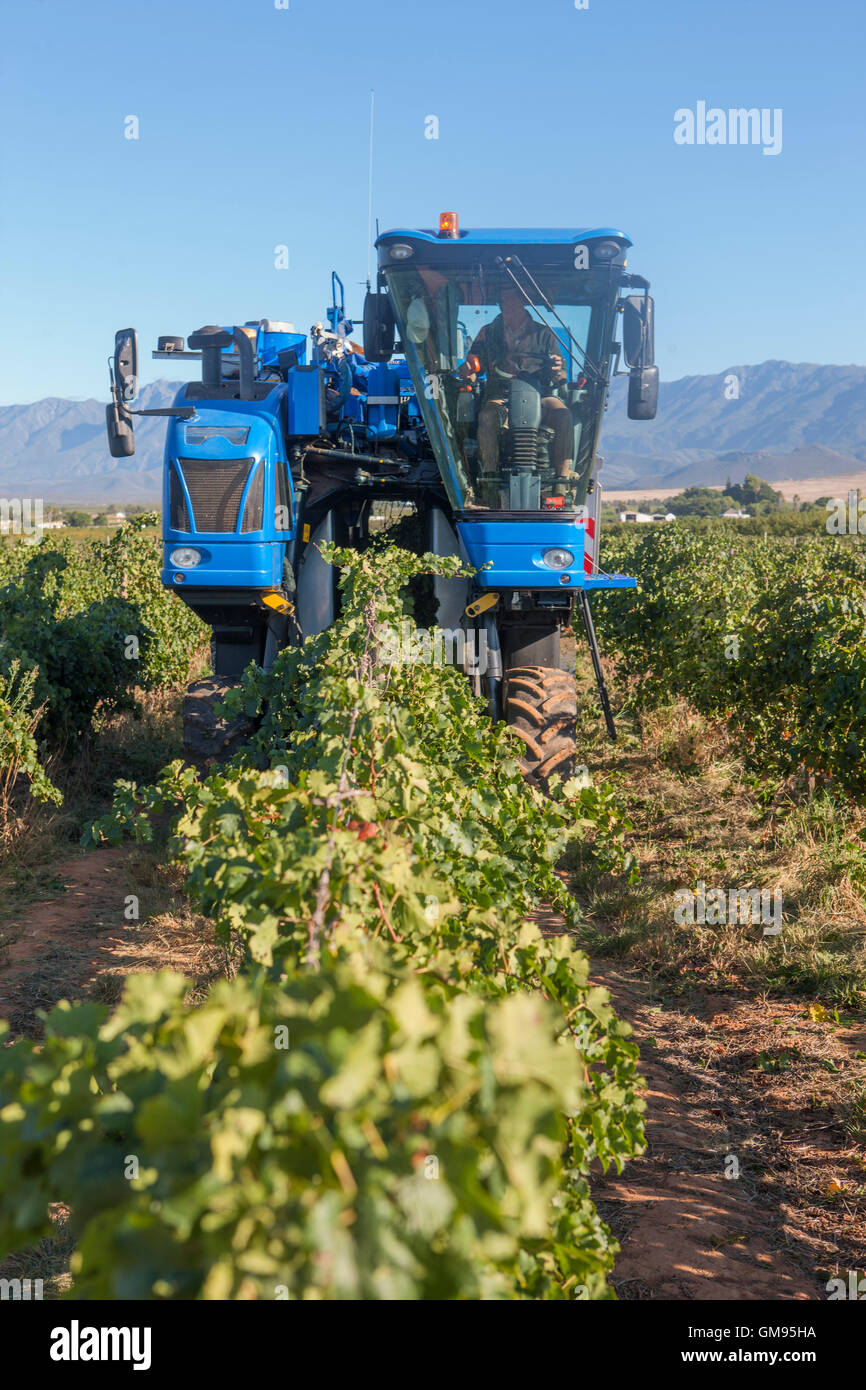 Grape harvesting machine in vineyard Stock Photo - Alamy