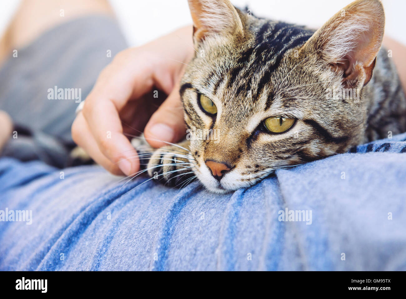 Portrait of tabby cat lying on man's chest Stock Photo - Alamy
