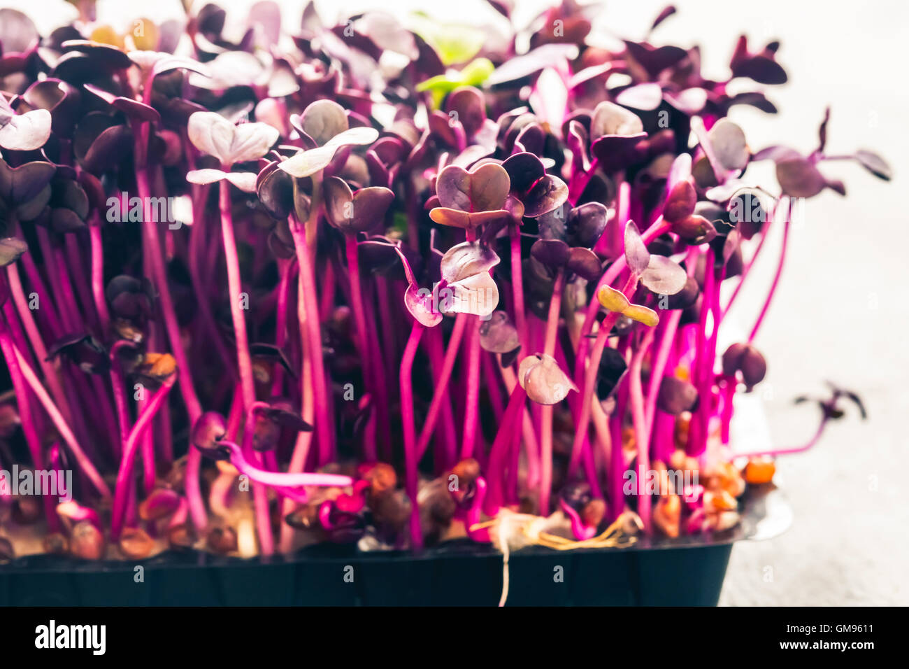 Pink stem radish hi-res stock photography and images - Alamy