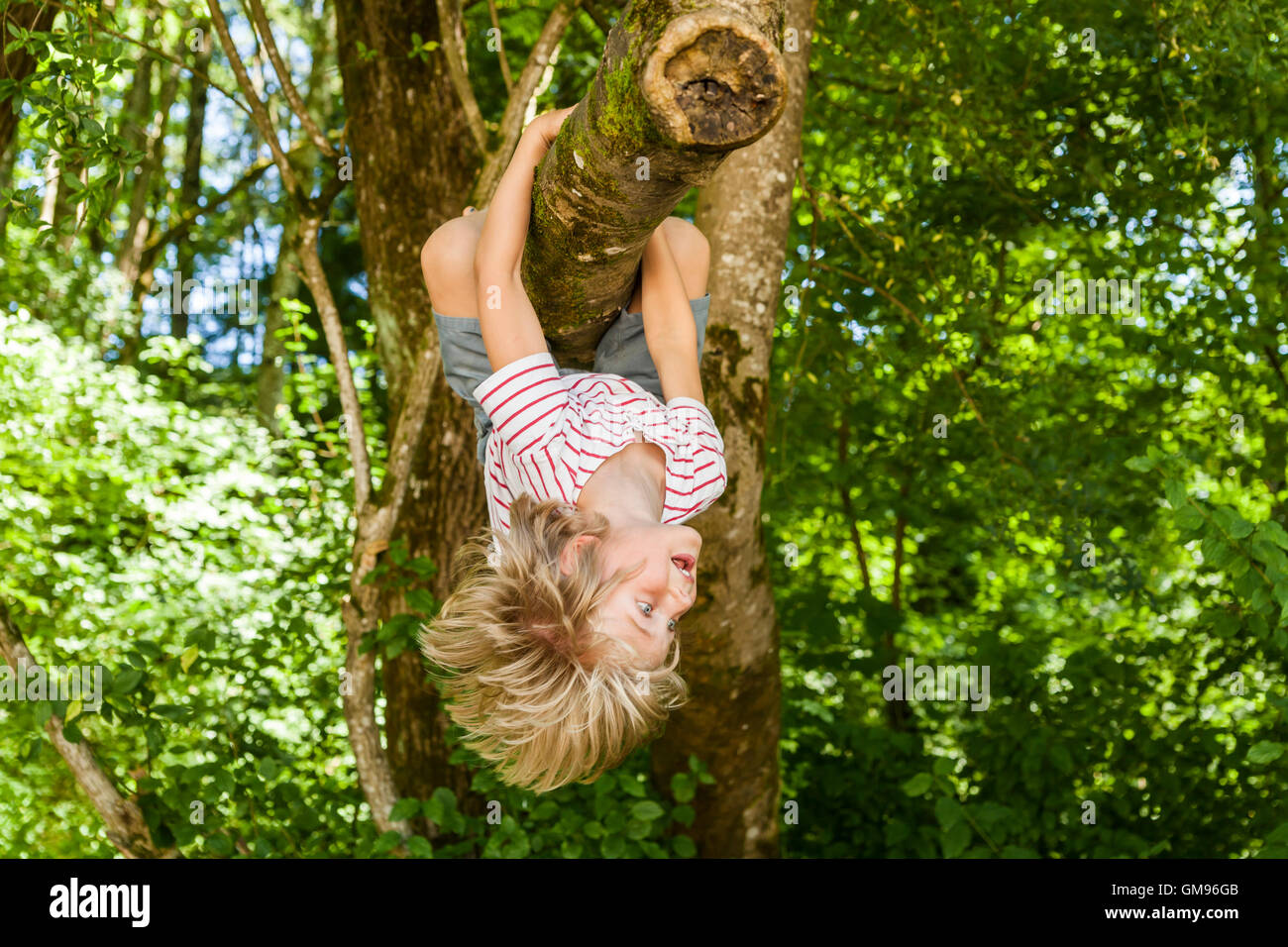 Little boy climbing on a tree in the forest Stock Photo - Alamy