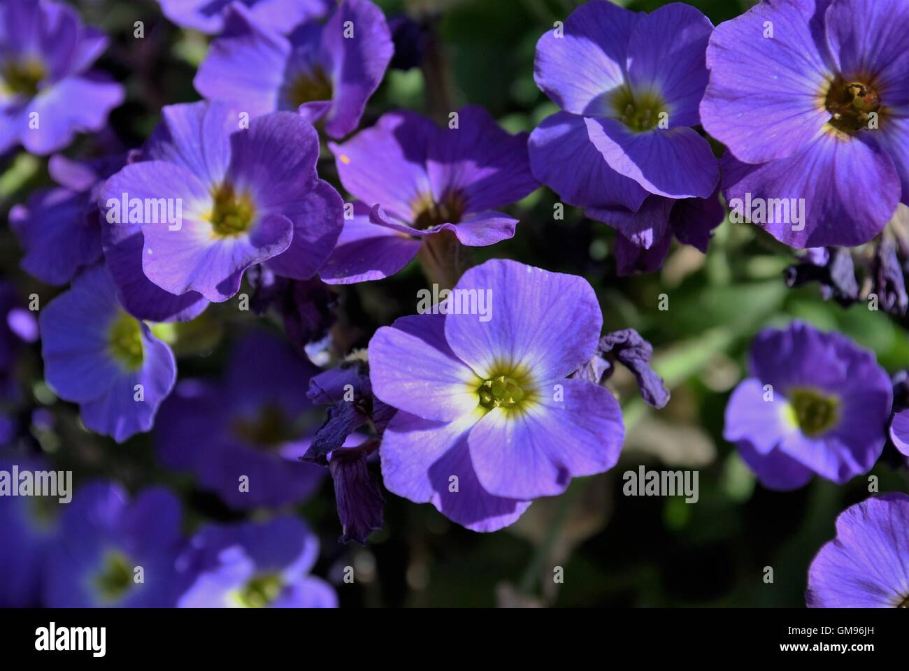 flowers, plants ,foliage, spring flowers, spring Stock Photo - Alamy