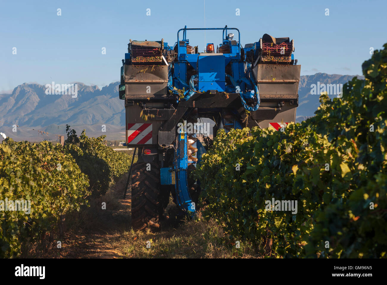 Grape harvesting machine in vineyard Stock Photo - Alamy