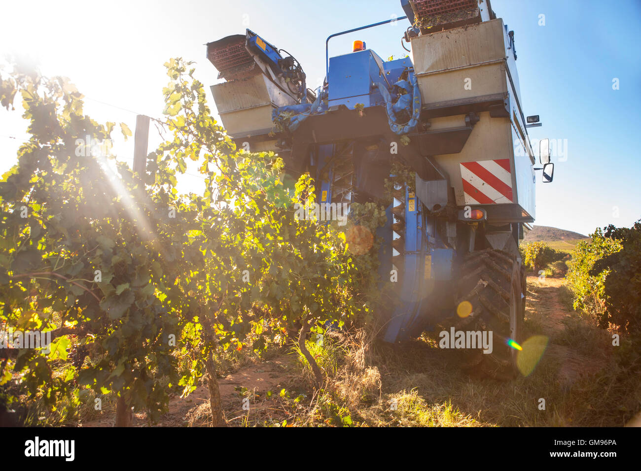 Grape harvesting machine in vineyard Stock Photo - Alamy