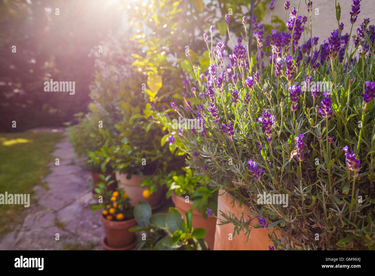 Lavender garden house hi-res stock photography and images - Alamy