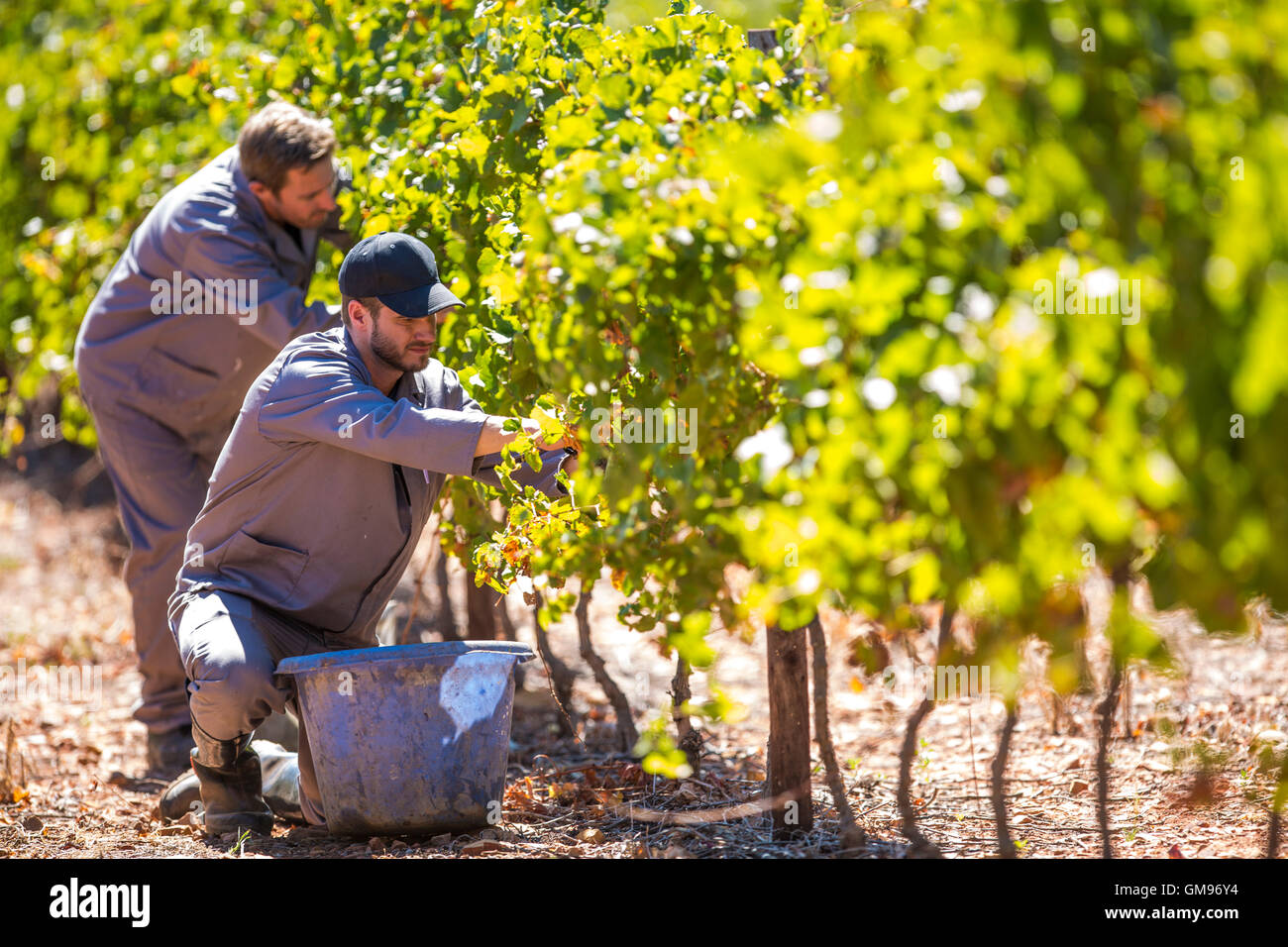 Two men harvesting grapes in vineyard Stock Photo - Alamy