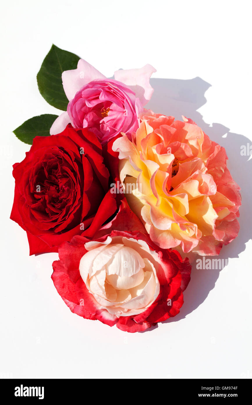 Four roses on white background Stock Photo - Alamy