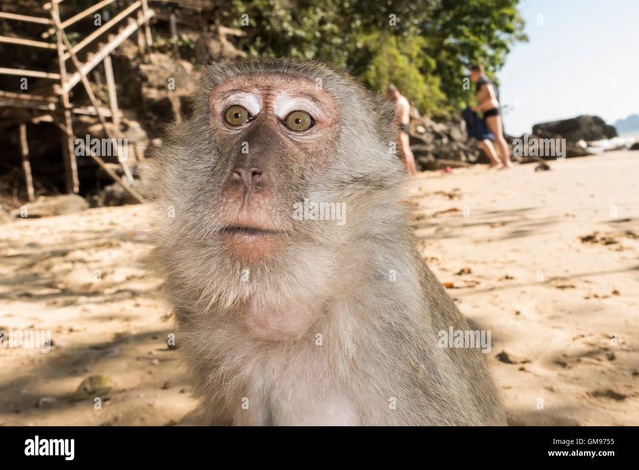 Thailand, Ao Nang, portrait of macaque on the beach Stock Photo - Alamy