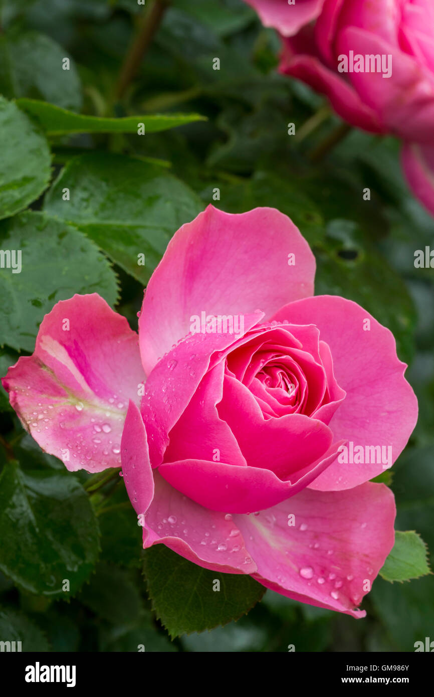 Pink rose blossom with water drops Stock Photo - Alamy