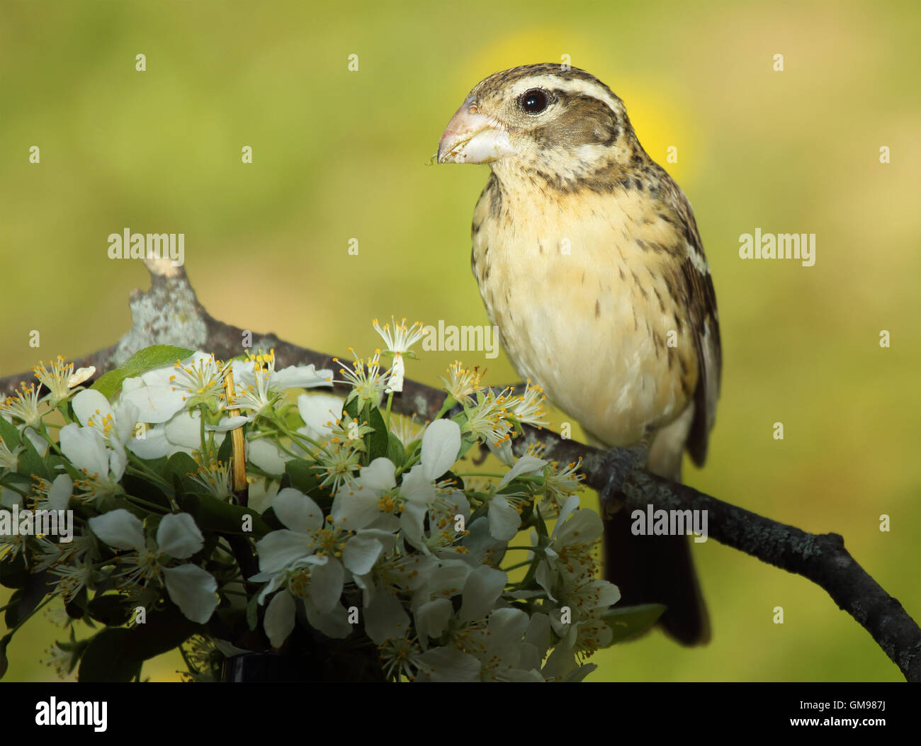 Female rose breasted grosbeak hi-res stock photography and images - Alamy