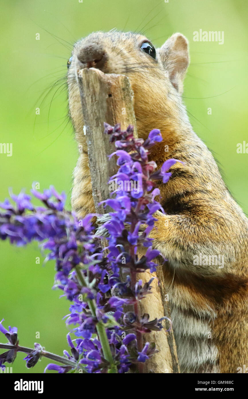 A Gray Squirrel looking for food Stock Photo - Alamy