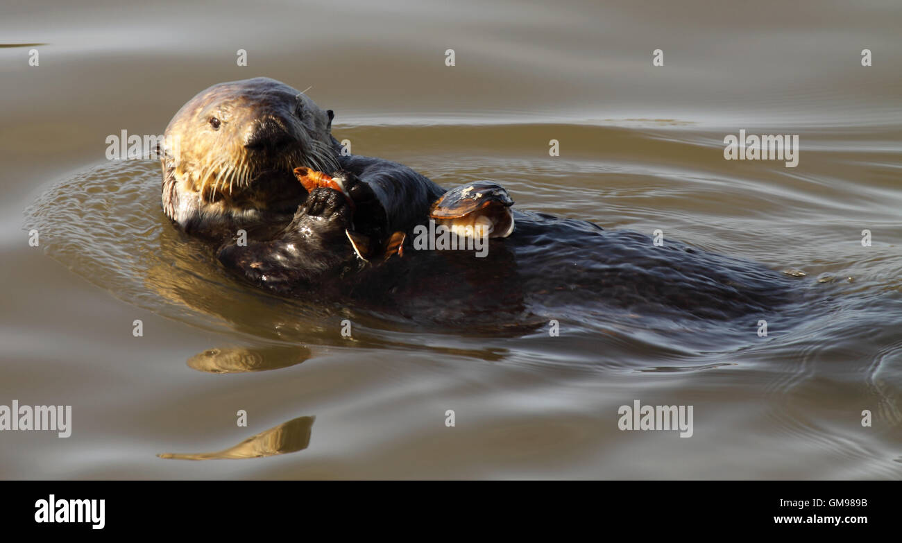 A Sea Otter enjoying a clam feast Stock Photo - Alamy